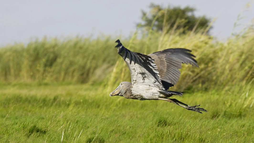 Shoebill stork: Evolution, ecology, and conservation
