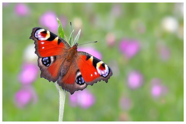 Favourite butterfly announced as public urged to join summer count