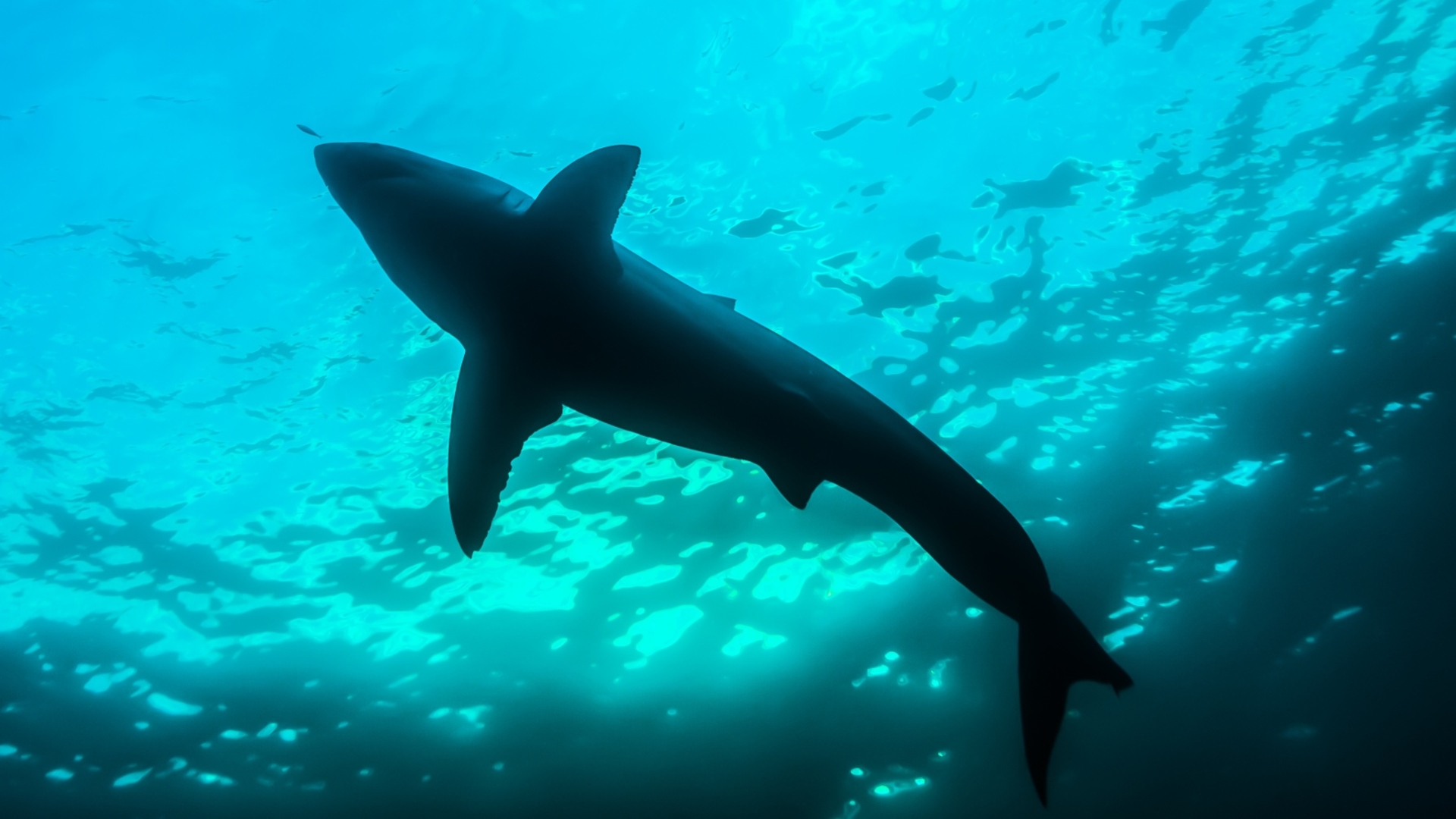 NSW premier rejects great white shark cull, claiming it would give ...