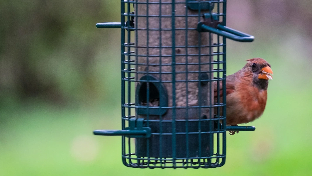 5 common backyard birds and their behaviors