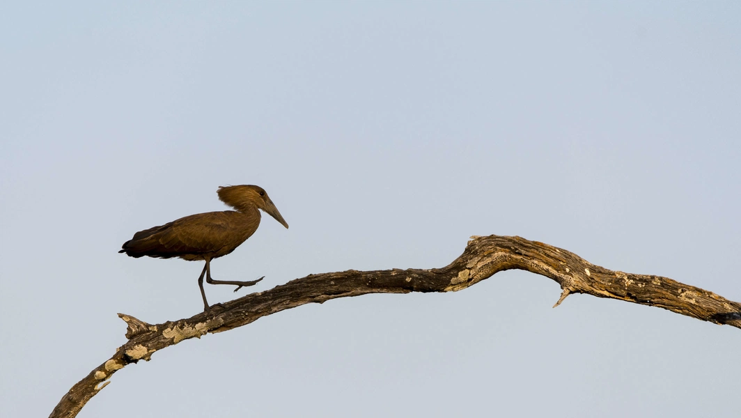 Shoebill stork: Evolution, ecology, and conservation