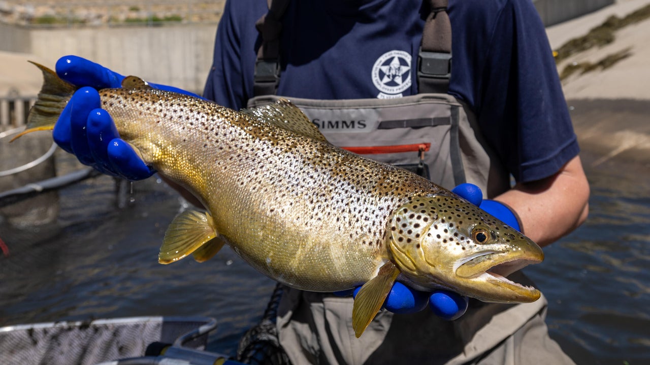 Colorado Parks and Wildlife salvages over 1,000 trout as Denver Water ...