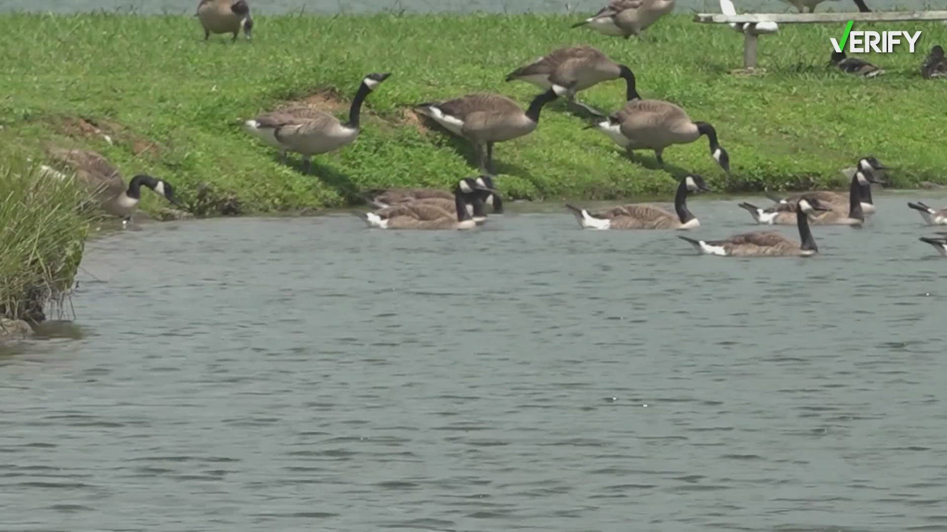 Verify: Yes, communities can legally exterminate their goose populations