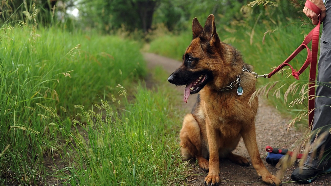 9 dog breeds with contrasting home and outdoor traits