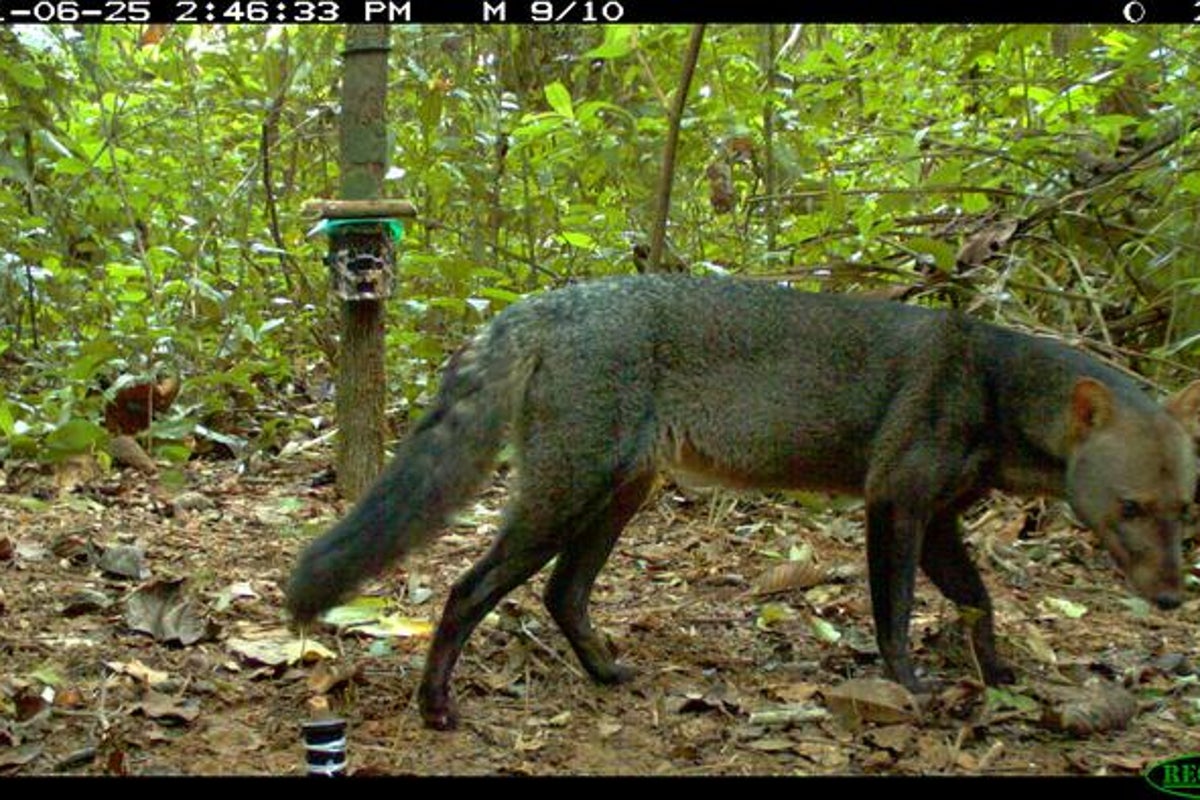 Unprecedented photos of extremely rare 'ghost dog' captured