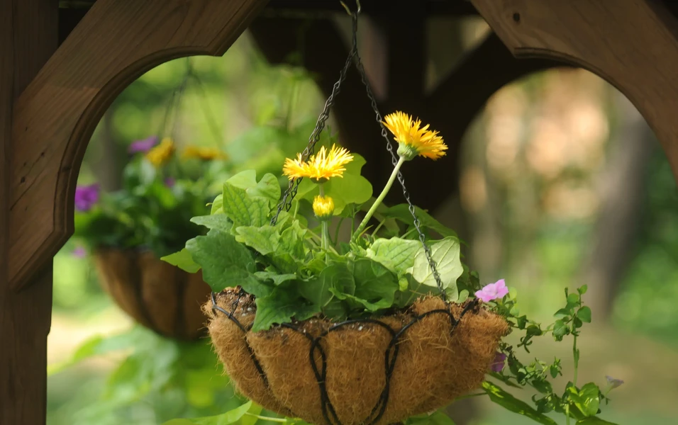 Hanging plant ideas to make your space thrive