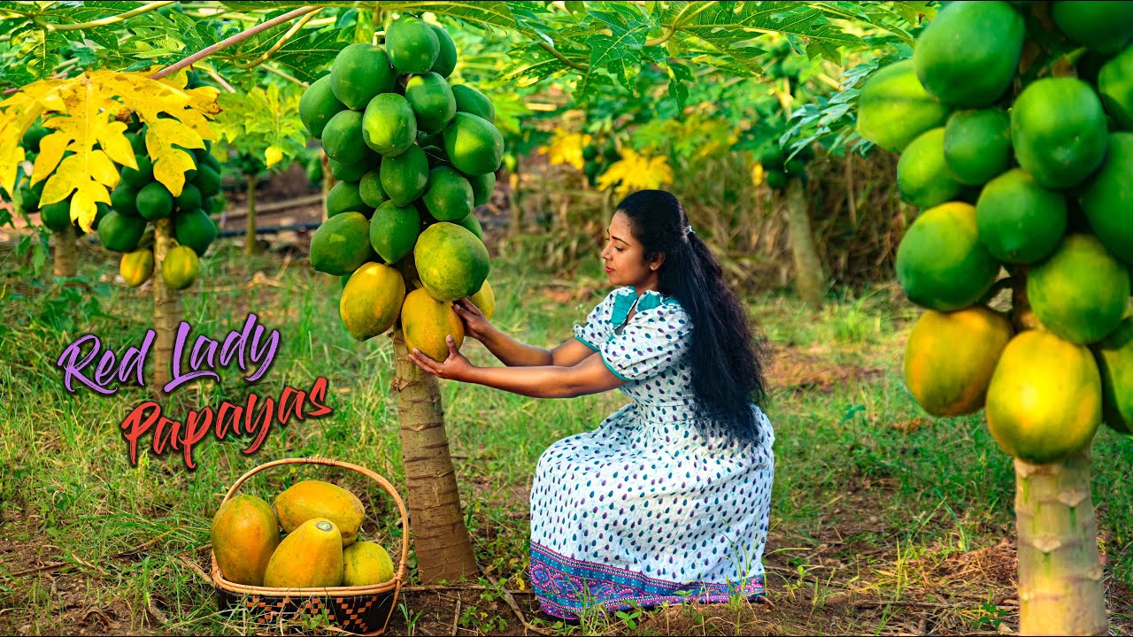 Red lady papayas for sweet desserts and clever preserves