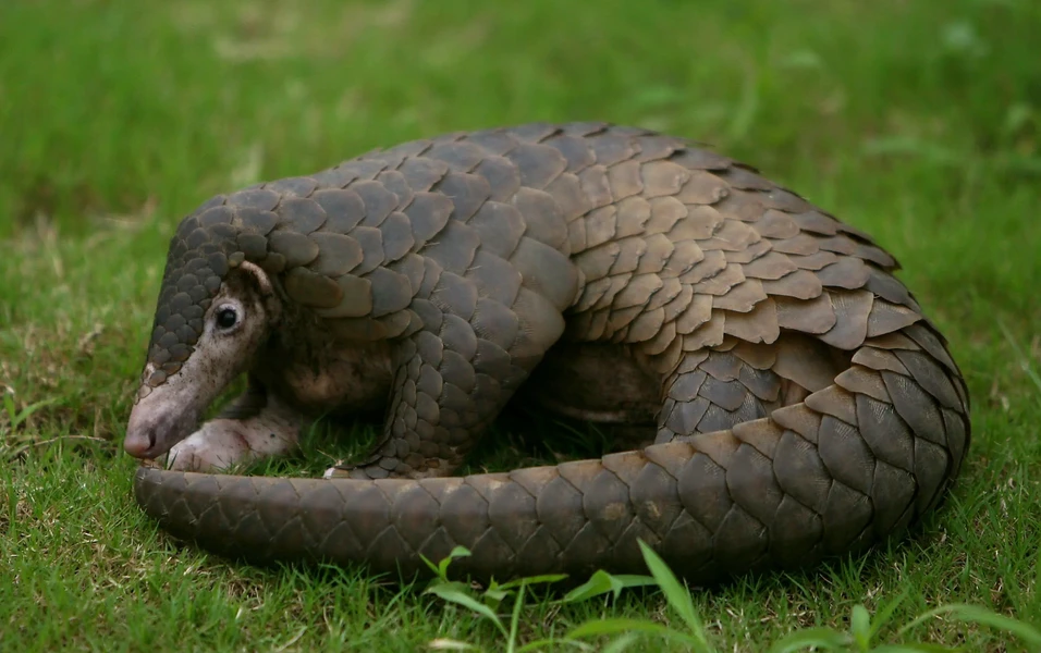 Rare pangolin sighting and monkey recovery highlight conservation gains