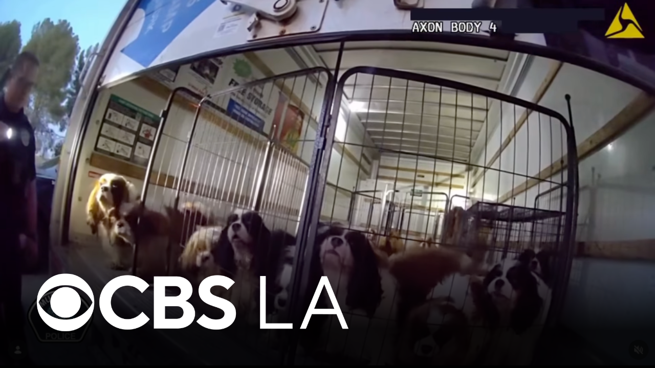 33 dogs rescued from box truck, SUV during Riverside County animal ...