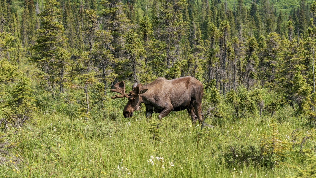 6 top US destinations for moose viewing