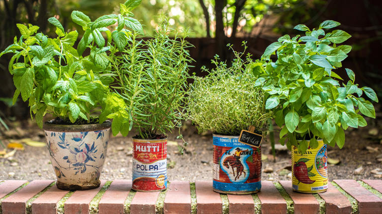 Repurpose old cans to start a rustic indoor herb garden