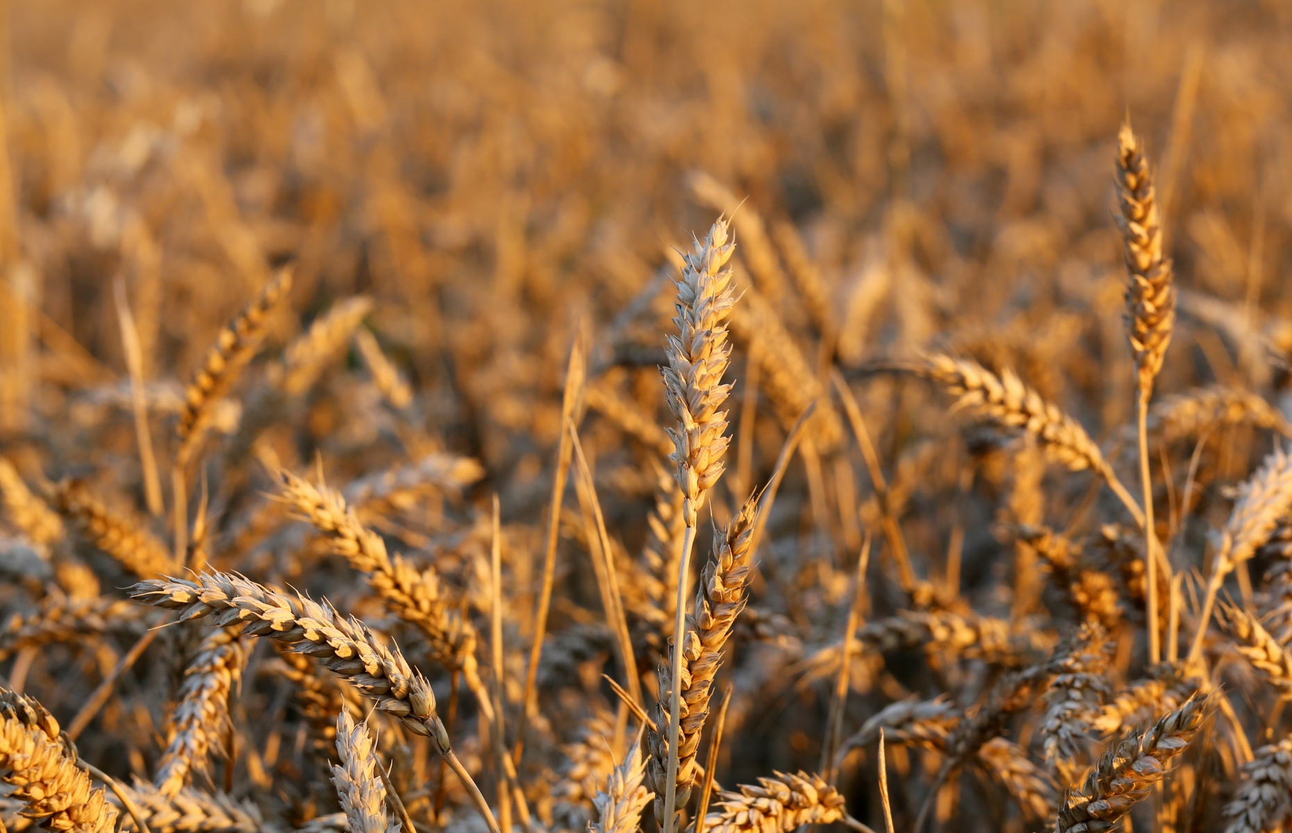 Celiac disease: Symptoms, diet, and tips
