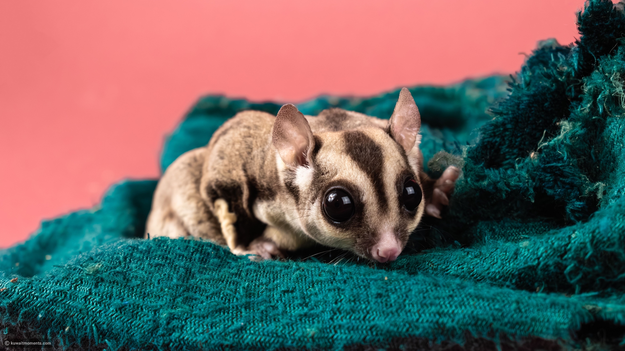 10 charming small animals from around the world
