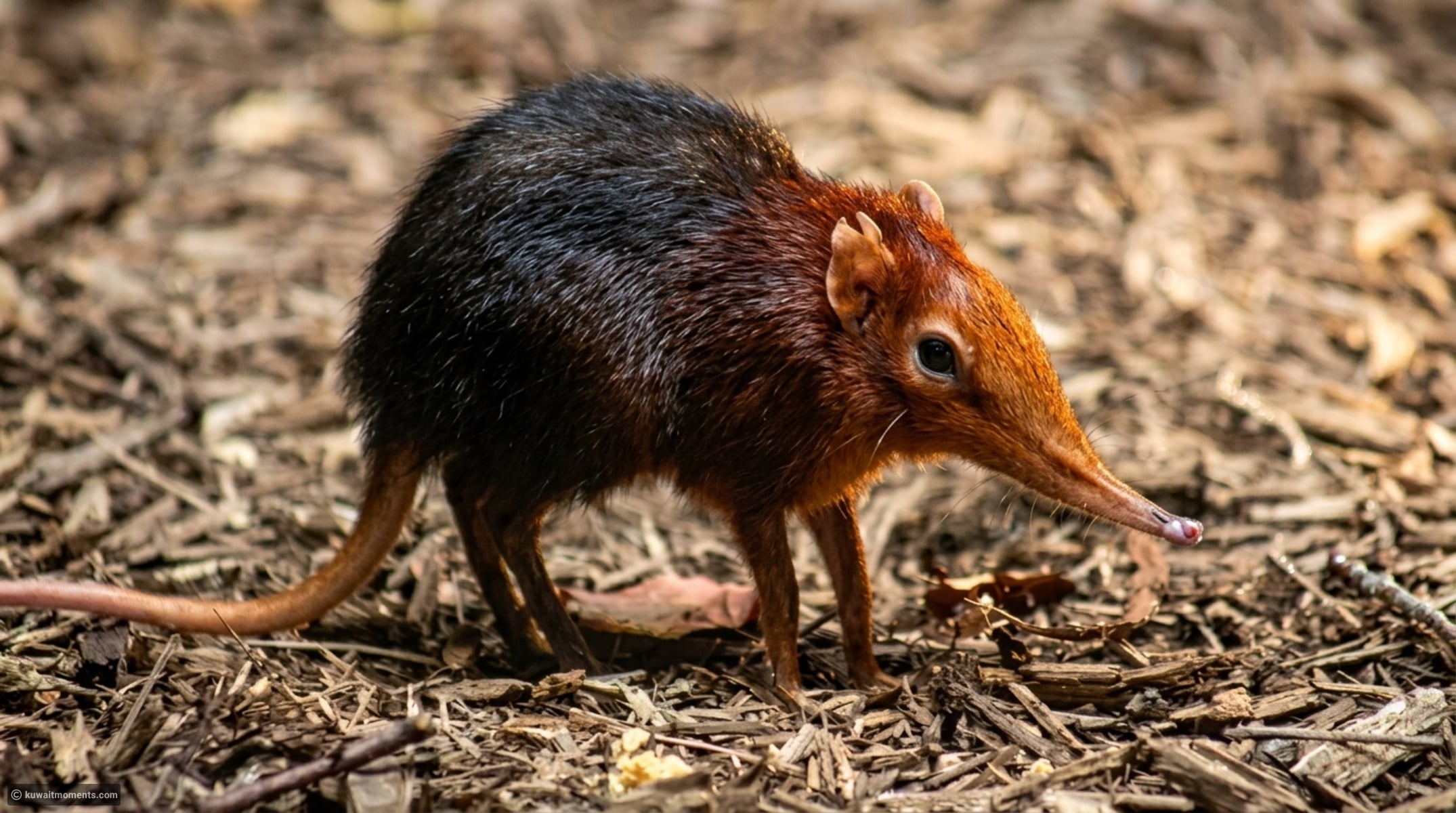 10 charming small animals from around the world