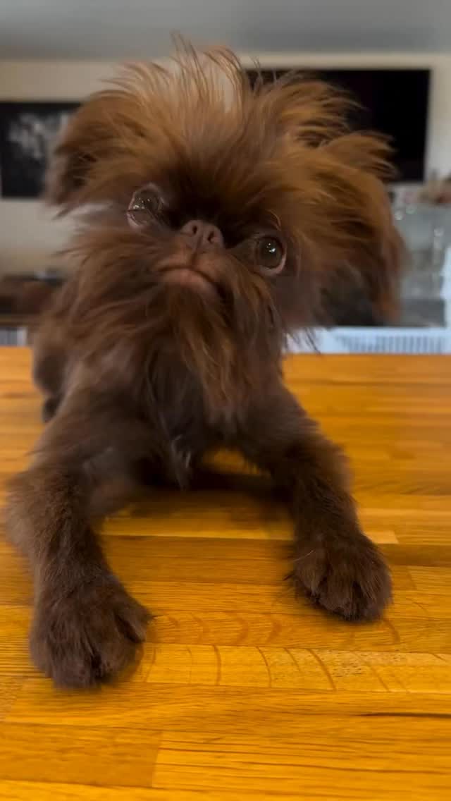 Cute dog expressing big emotions
