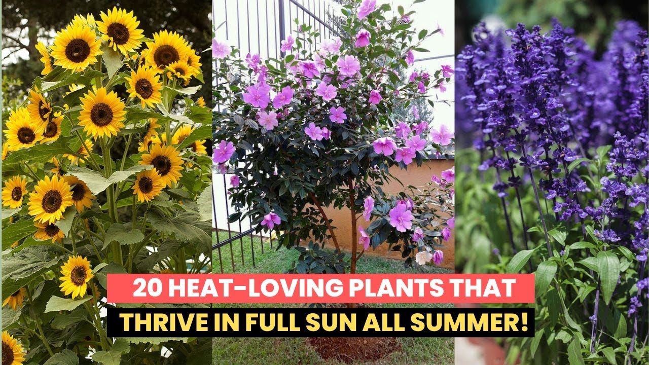 Best full sun plants for a vibrant summer garden