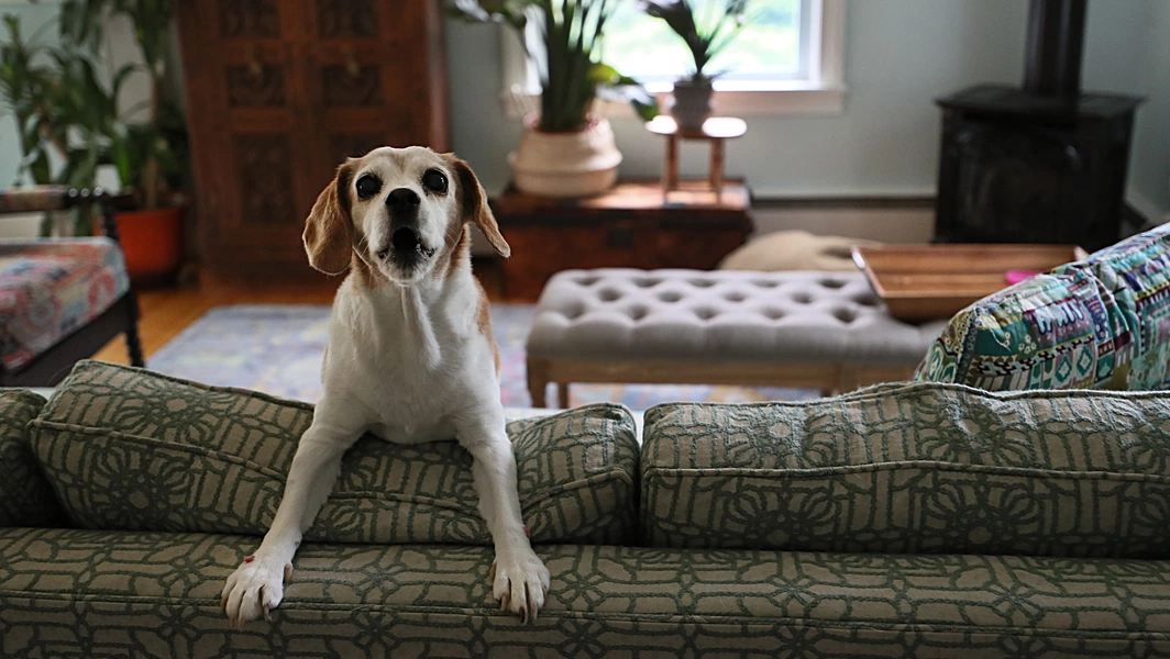10 behaviors that reveal a dog’s fear