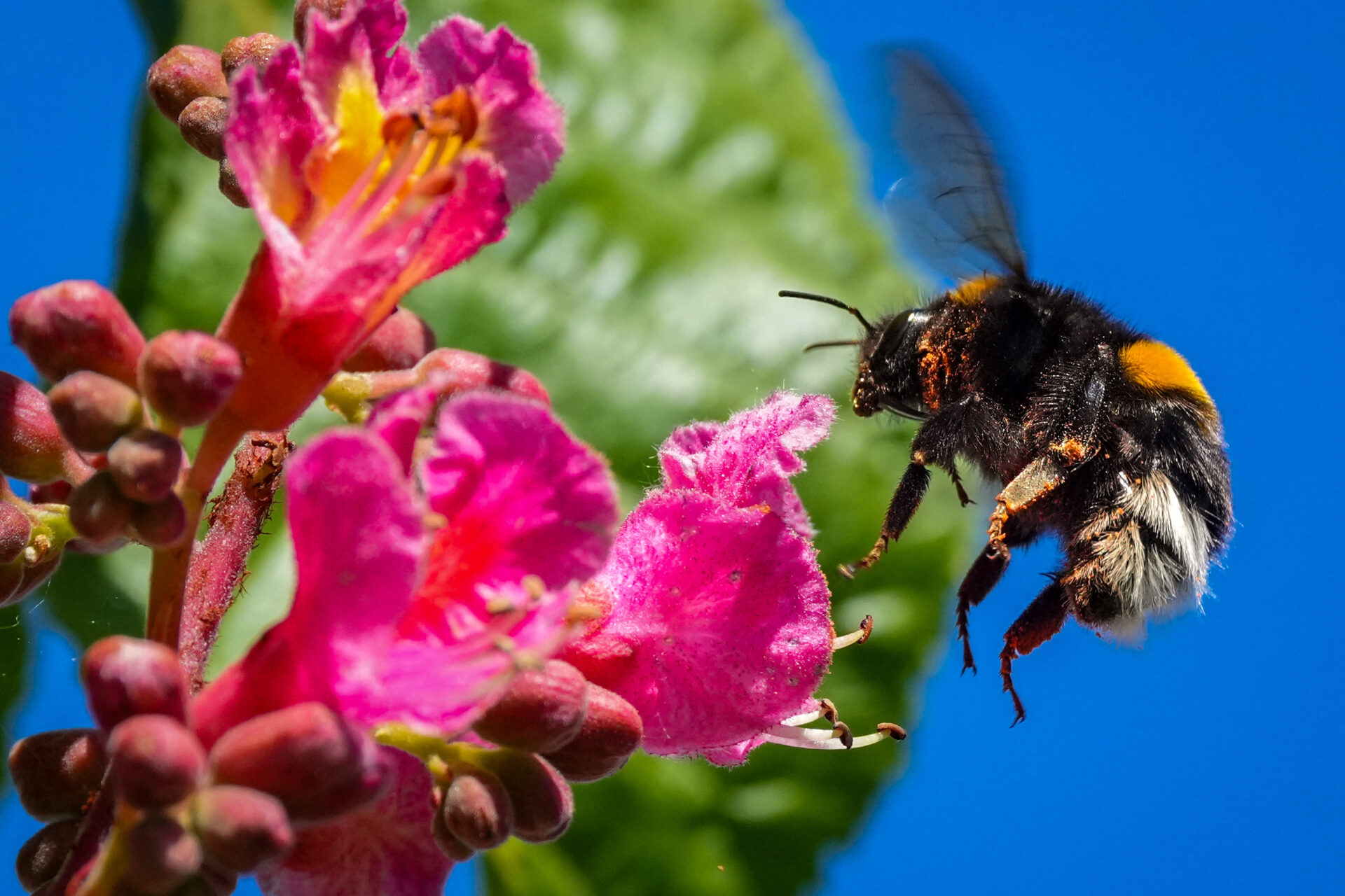The unexpected skills that puts bees among nature's smartest problem ...