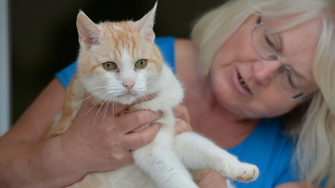 10 common signs of aging in cats