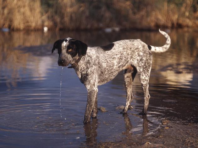 Durst beim Spaziergang: Welche Wasserstellen Hunde bedenkenlos nutzen ...
