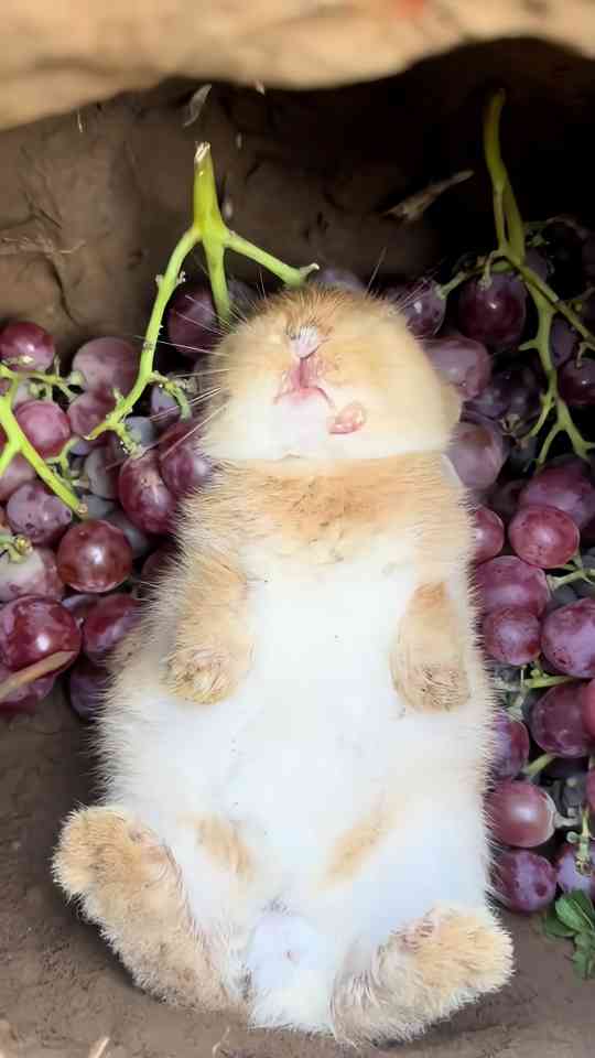 POV you peek into a hidden burrow and find a tiny rabbit lying down and ...