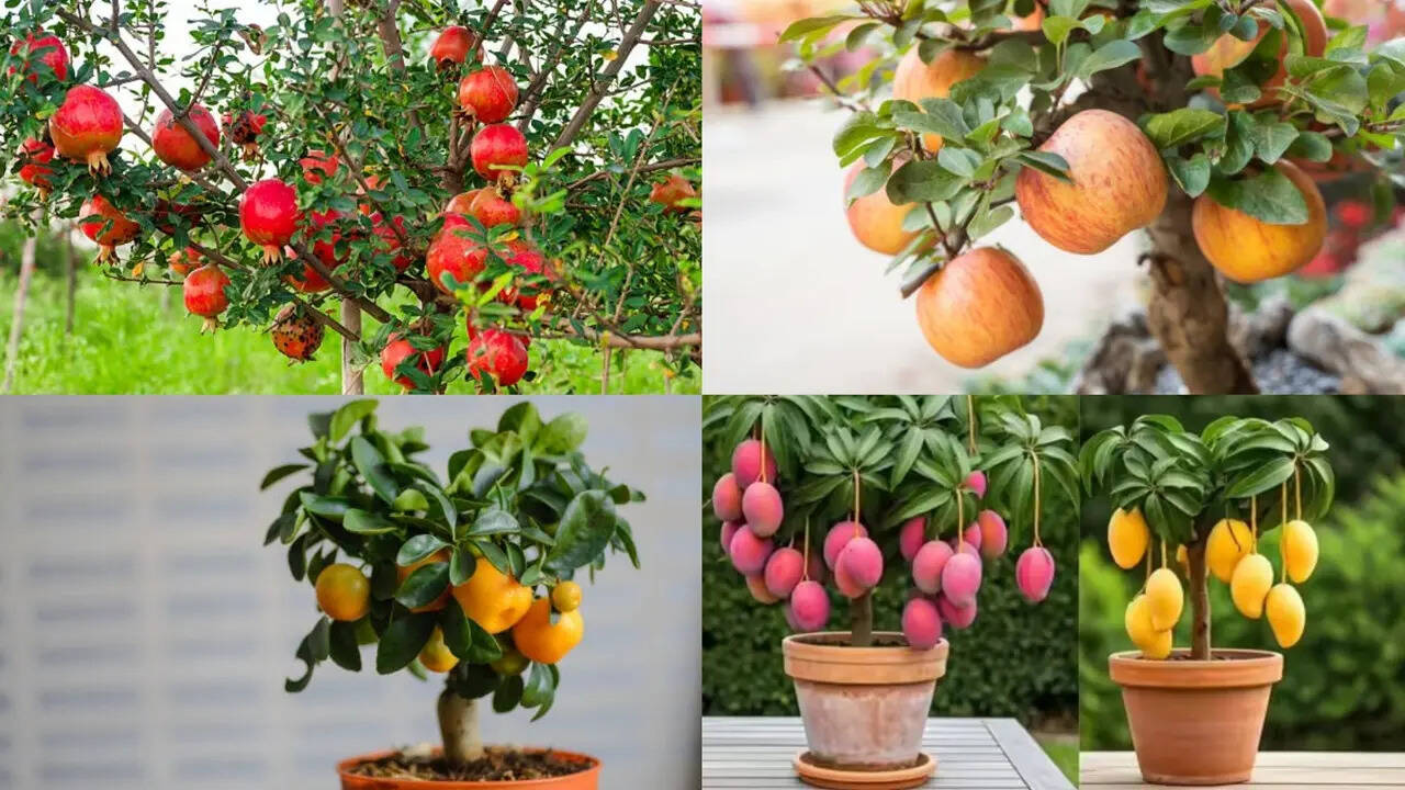 From Lemon to Mango: 7 Fruit Trees That Grow Well in Containers