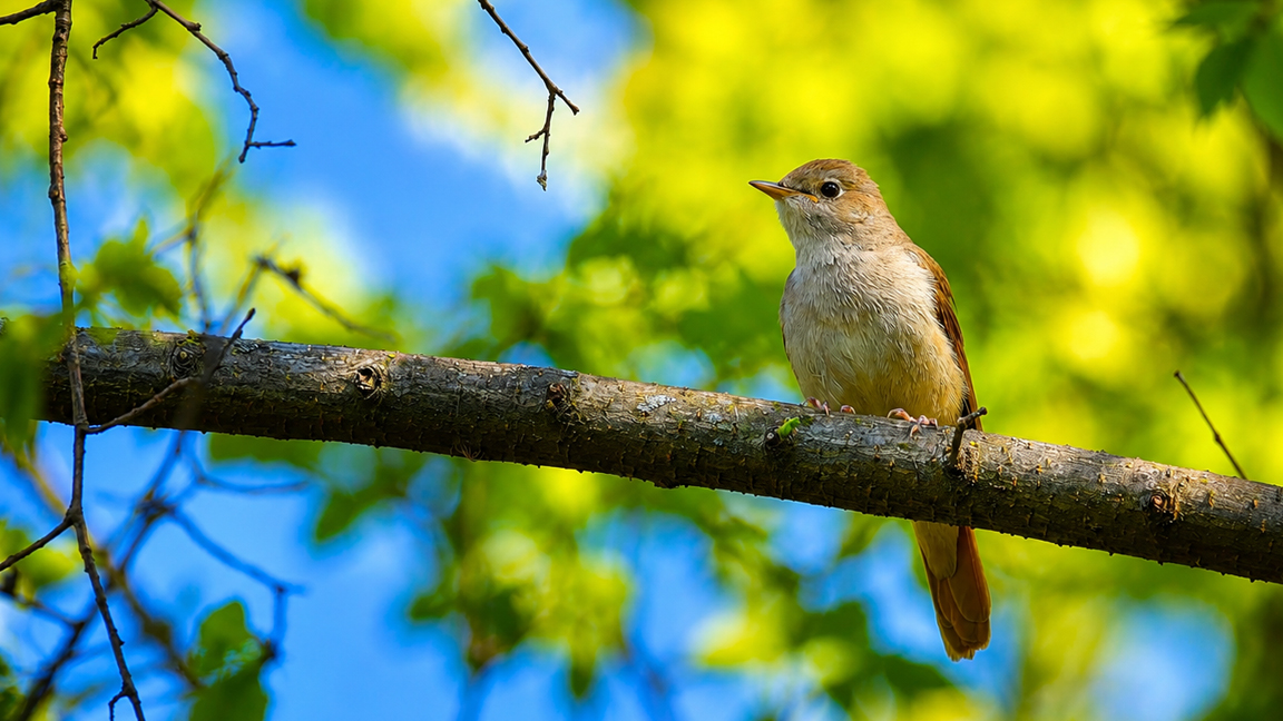 The gentle presence of a songbird in nature