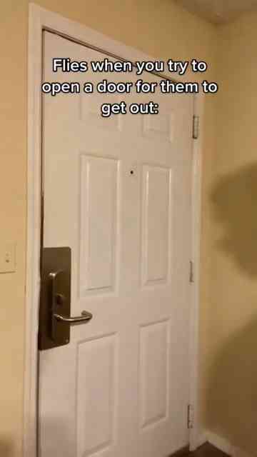 Flies when you try to open the door for them 🤨🪰💀 suddenly forgetting ...