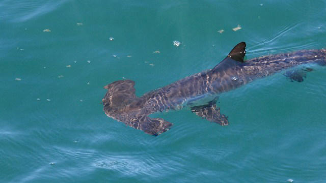 Under Miami's skyline, baby hammerheads face life in a bay turning into ...