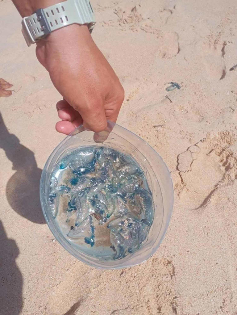 Venomous jellyfish found at three Phuket beaches