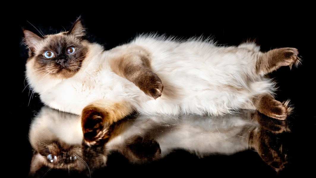 Cat sleeping positions that show trust and comfort