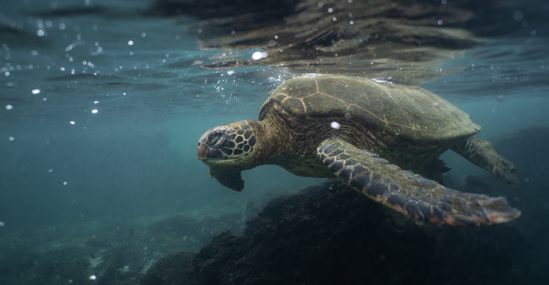 Terrific tidbits about turtles and tortoises