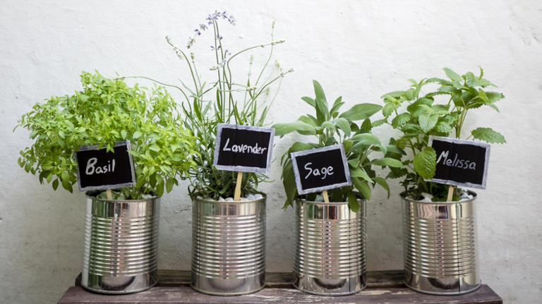 Repurpose old cans to start a rustic indoor herb garden