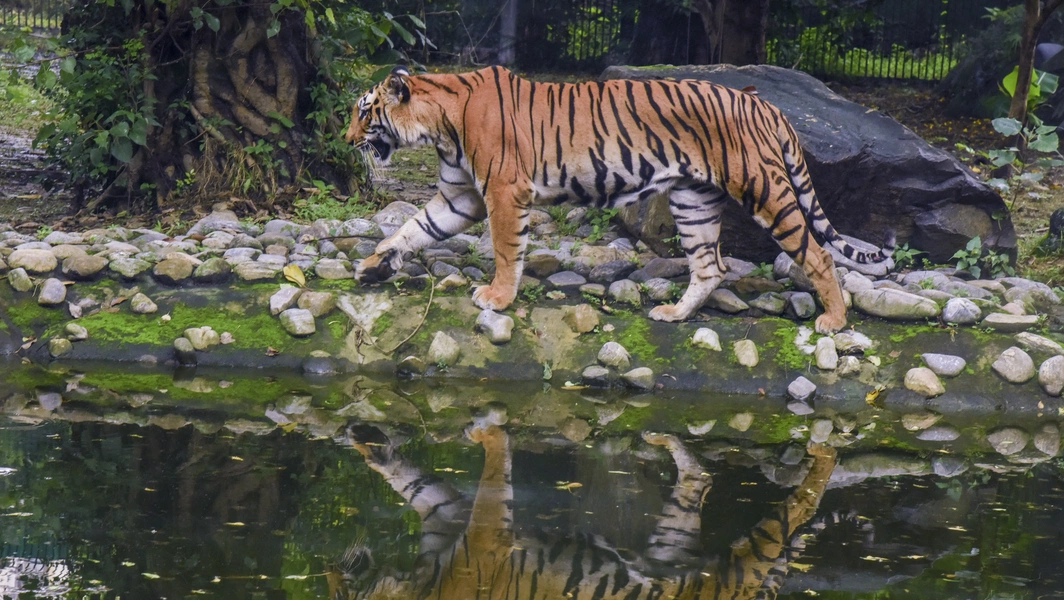 Factors influencing tiger lifespans