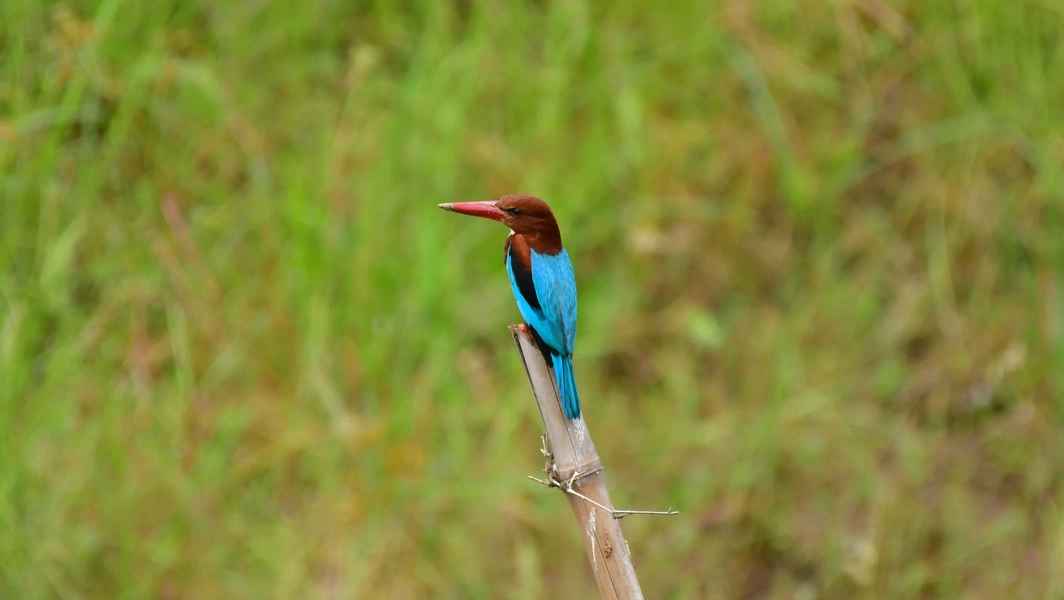 11 stunning bird close-ups from around the world