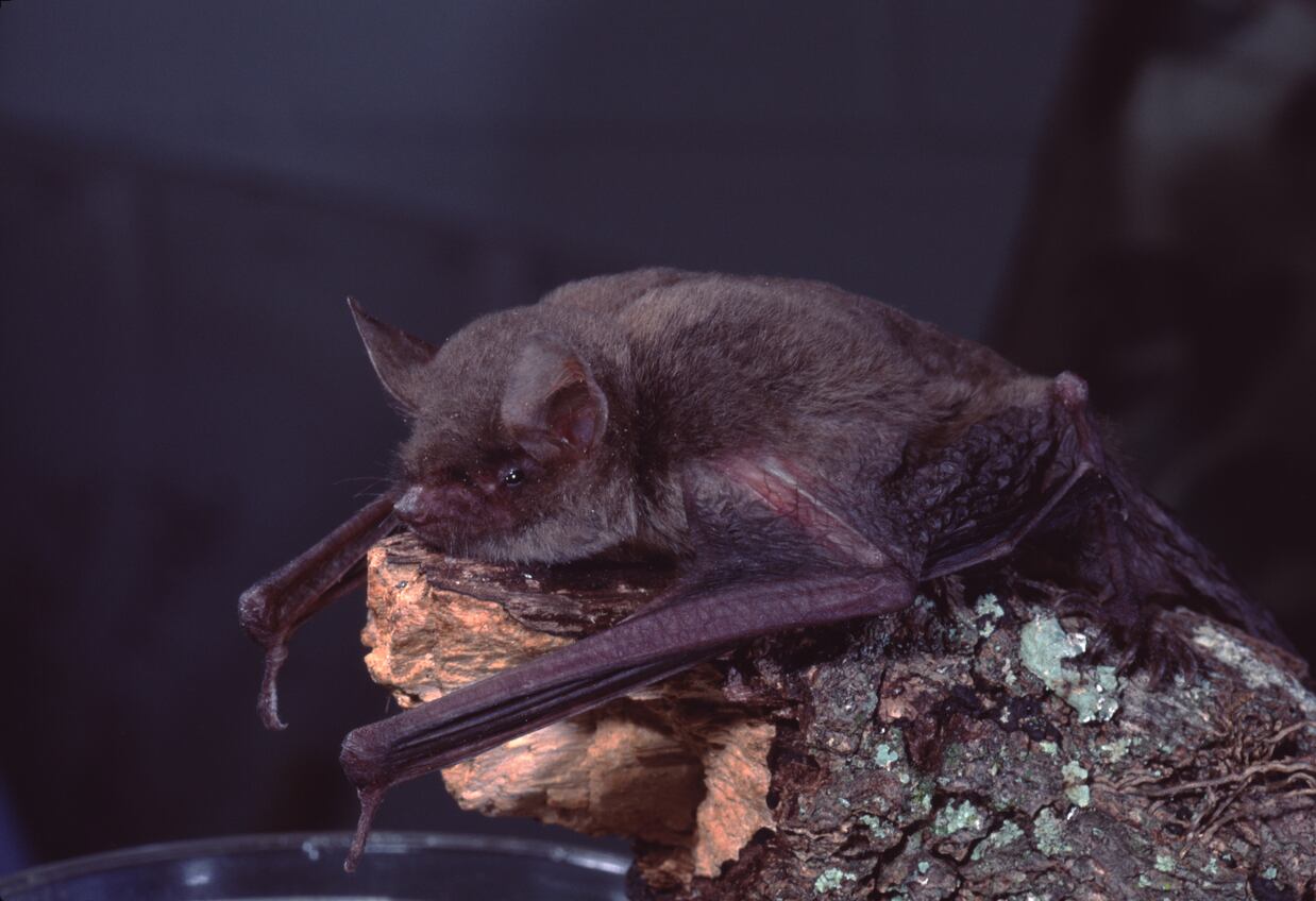 3rd bat tests positive for rabies in Butler County