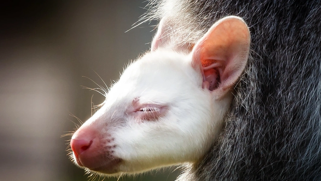Albinism in animals: Genetics, challenges, and conservation