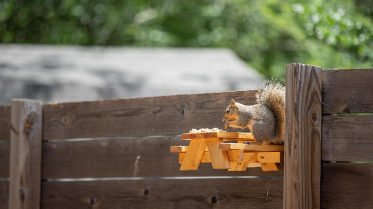 Prevent squirrels from being food-stealing pests with a DIY picnic ...