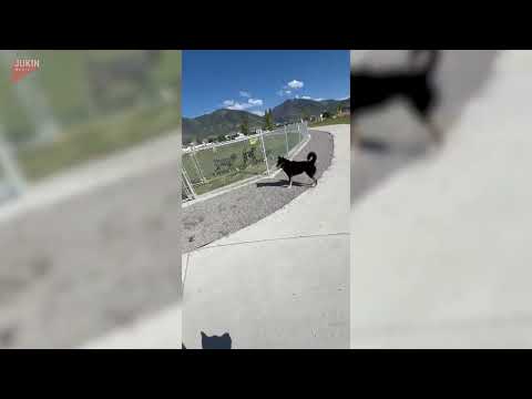 Dog jumps over fence twice with ease
