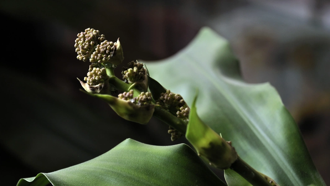 Snake plant care made simple for busy plant lovers
