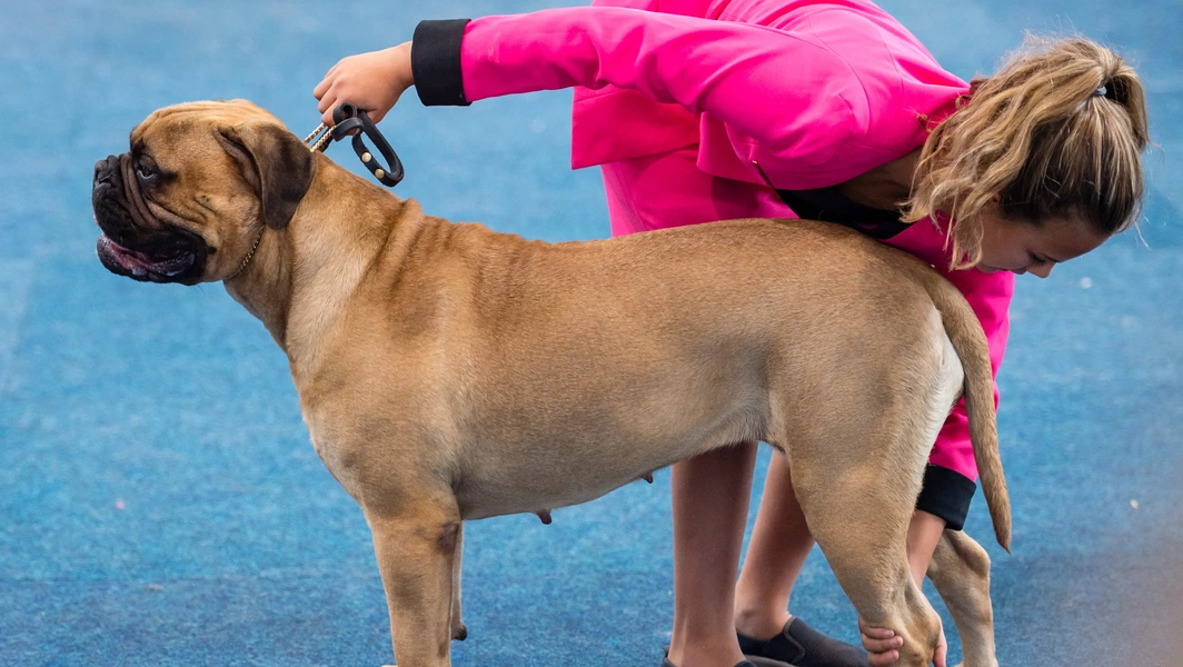 9 dog breeds with contrasting home and outdoor traits