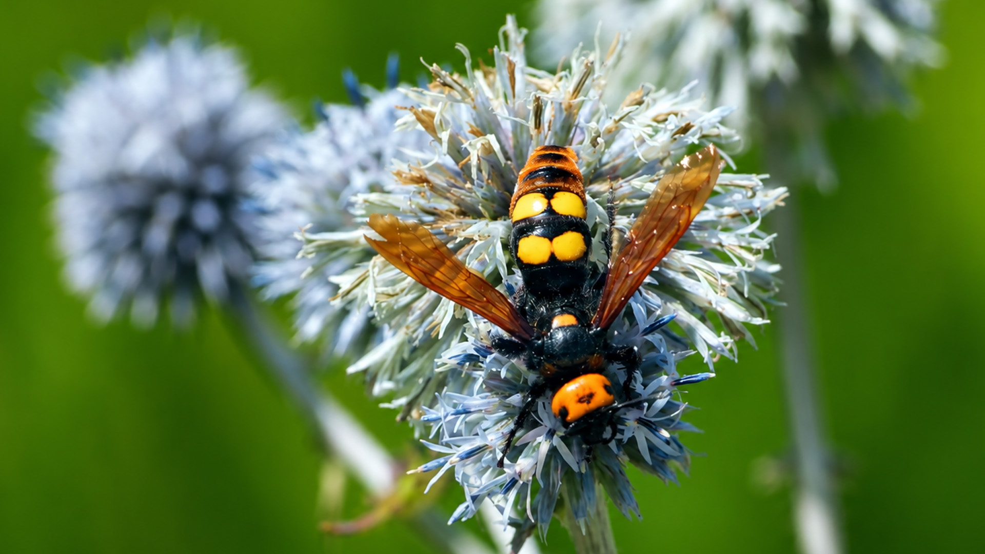 A hidden camera recorded nature’s smallest workers in action