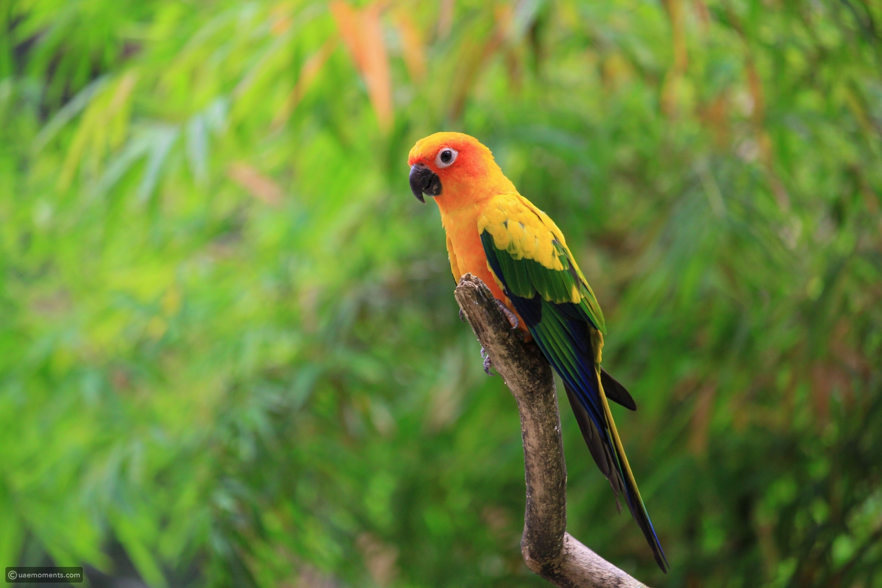 How the most common bird on Earth disappeared forever