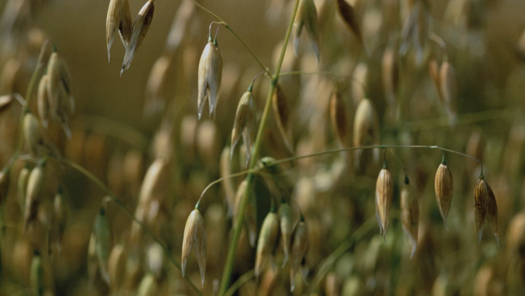 Health effects of eating oats daily