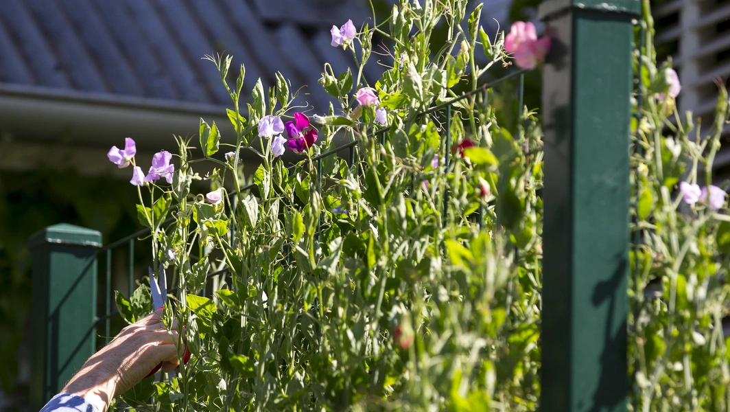 8 fragrant climbing plants for gardens
