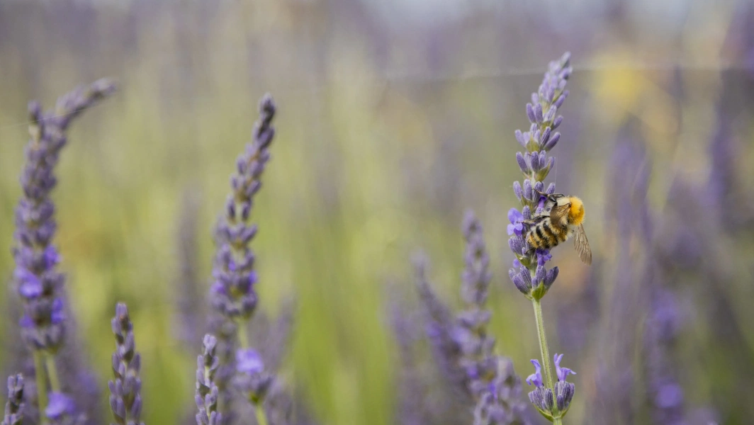 8 Virginia summer spots for lavender, flowers, and festivals