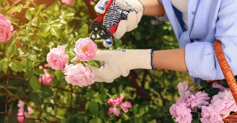 The June secret for vibrant roses: Ensure summer-long blooms