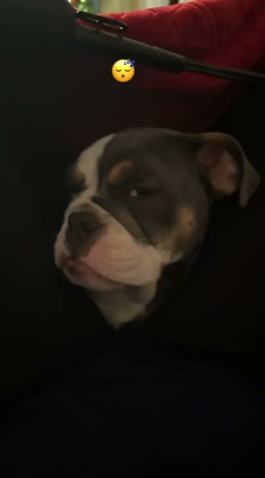 Sleepy dog couple caught in the cutest moment