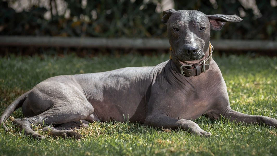 7 rare dog breeds with unique traits and care needs