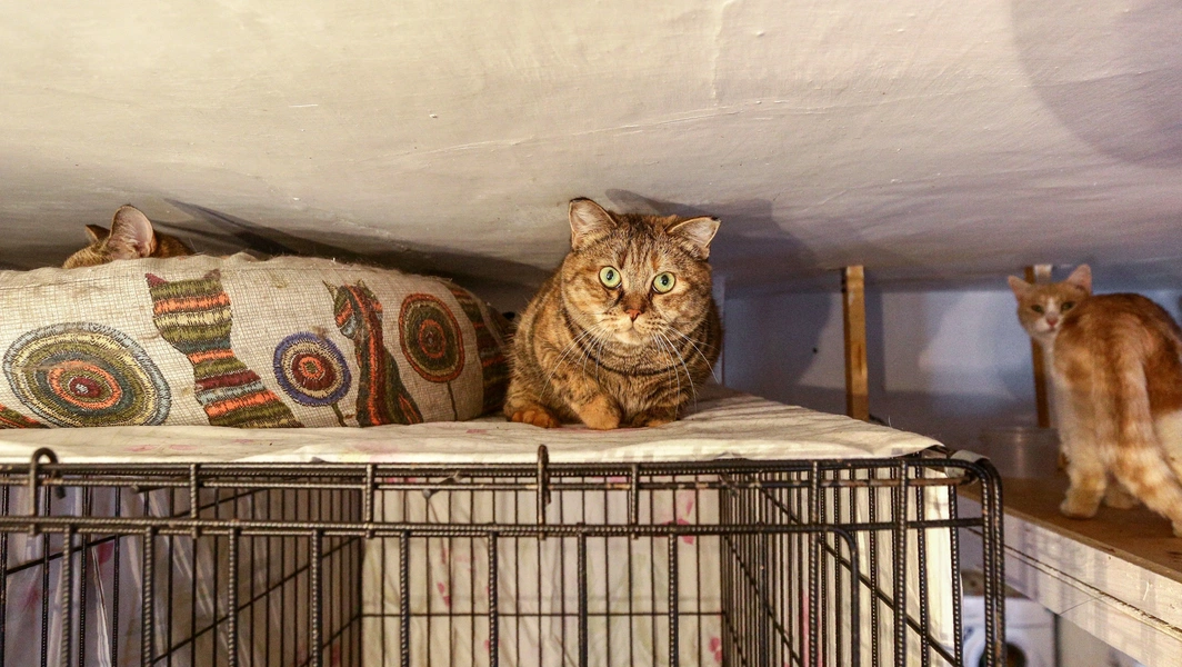 5 safe and comforting hiding places for cats